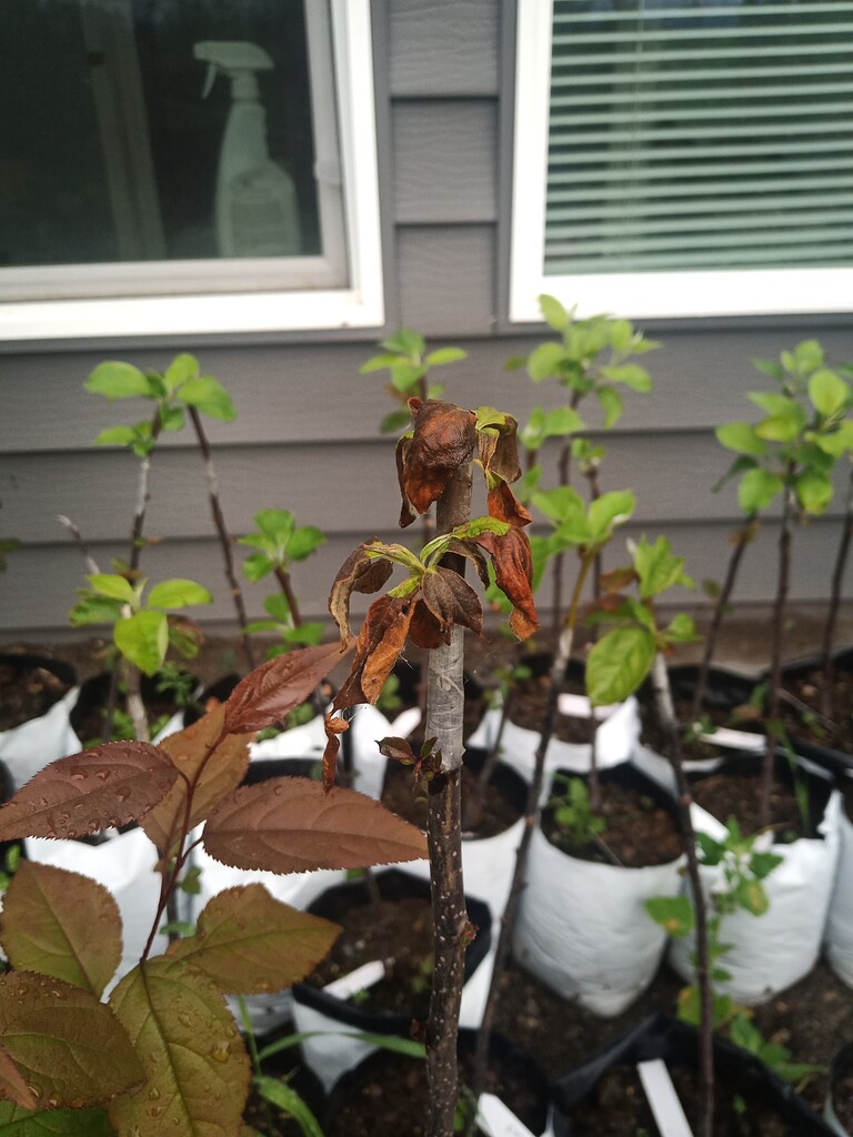 Failure rate of apple grafts after leafing - General Fruit Growing ...