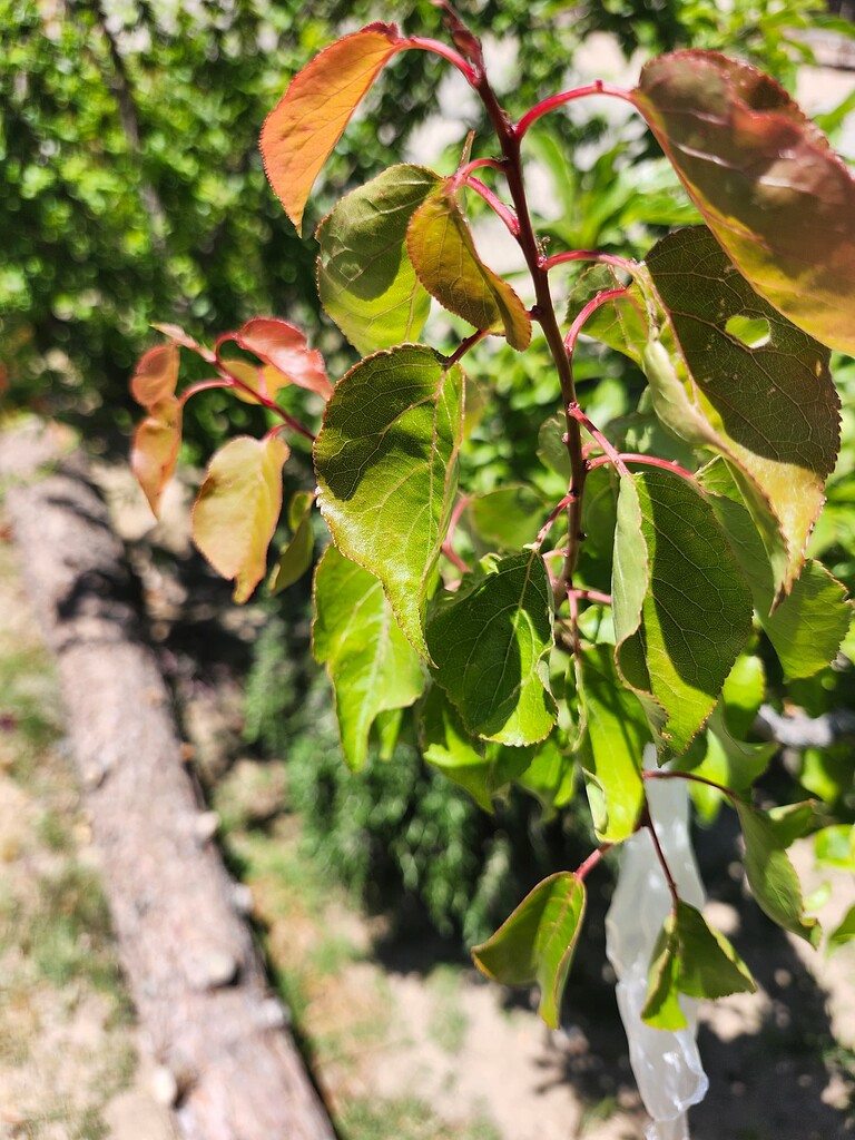 Grafting apricot onto Pluots - General Fruit Growing - Growing Fruit
