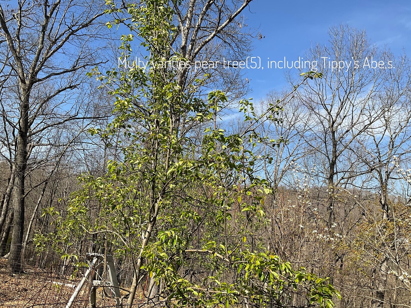 Newest pear addiction - General Fruit Growing - Growing Fruit