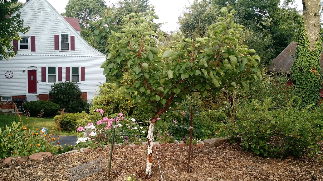 Any hope for this apricot tree and help me choose another tree ...