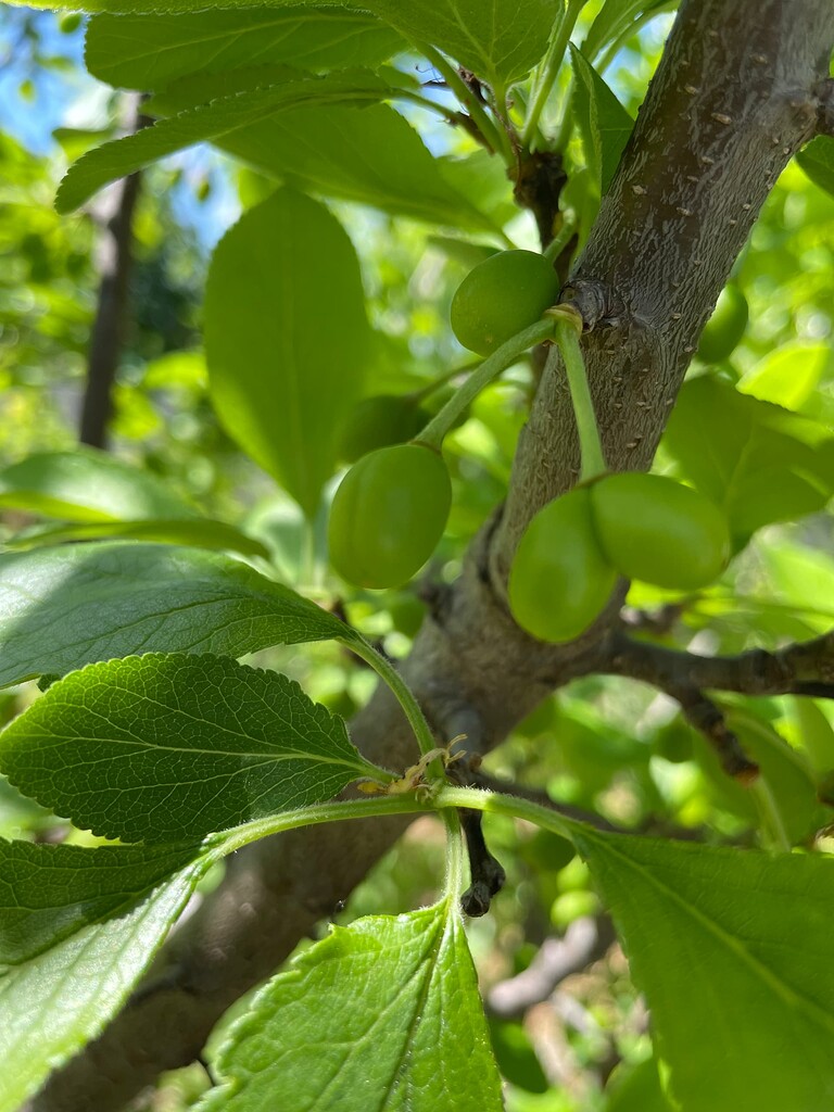 Double plums - General Fruit Growing - Growing Fruit