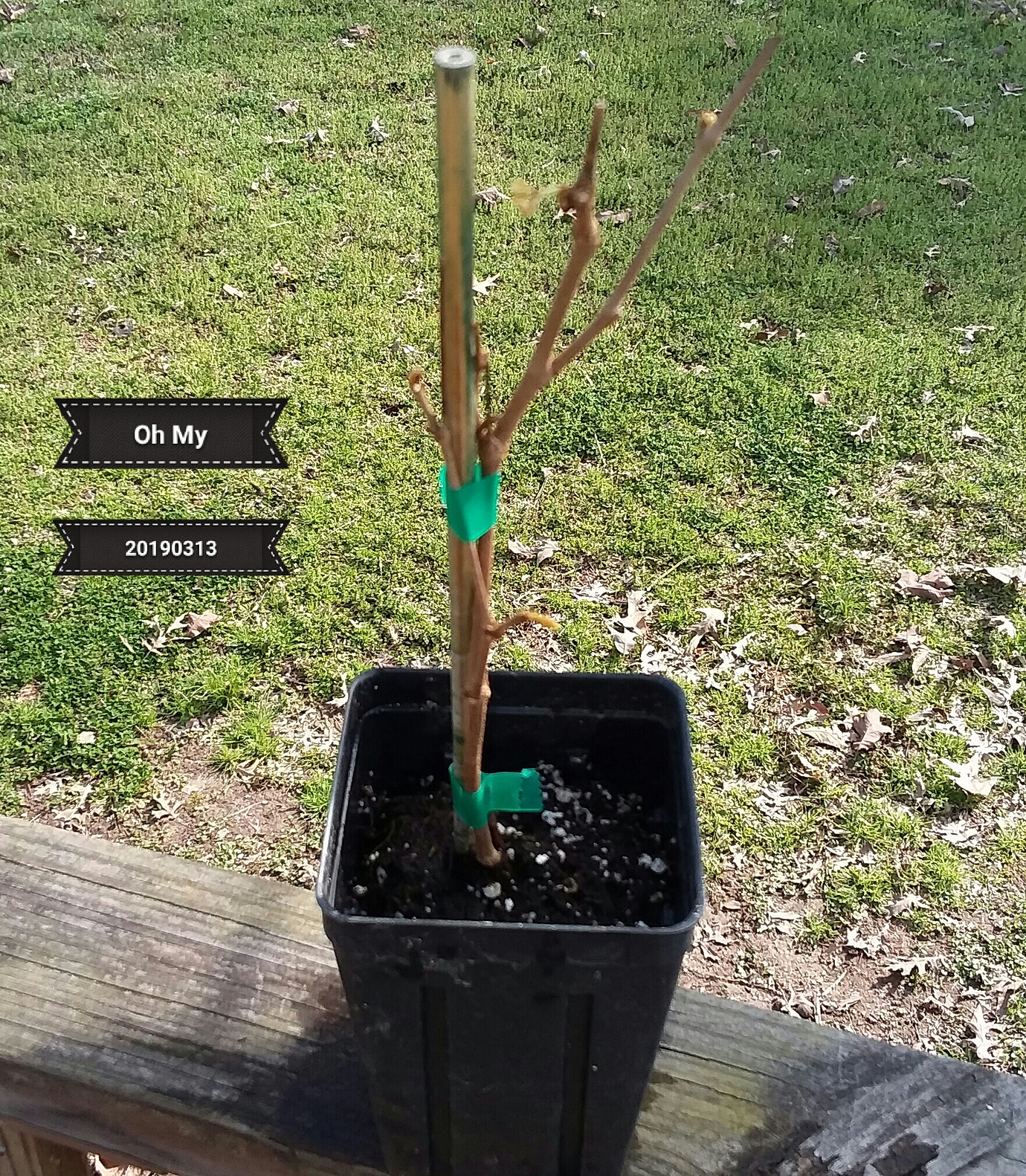 Oh My seedless muscadine - General Fruit Growing - Growing Fruit