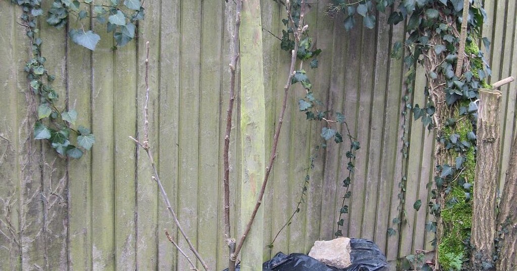 Advice on pruning young apple, pear and medlar trees for a newcomer ...