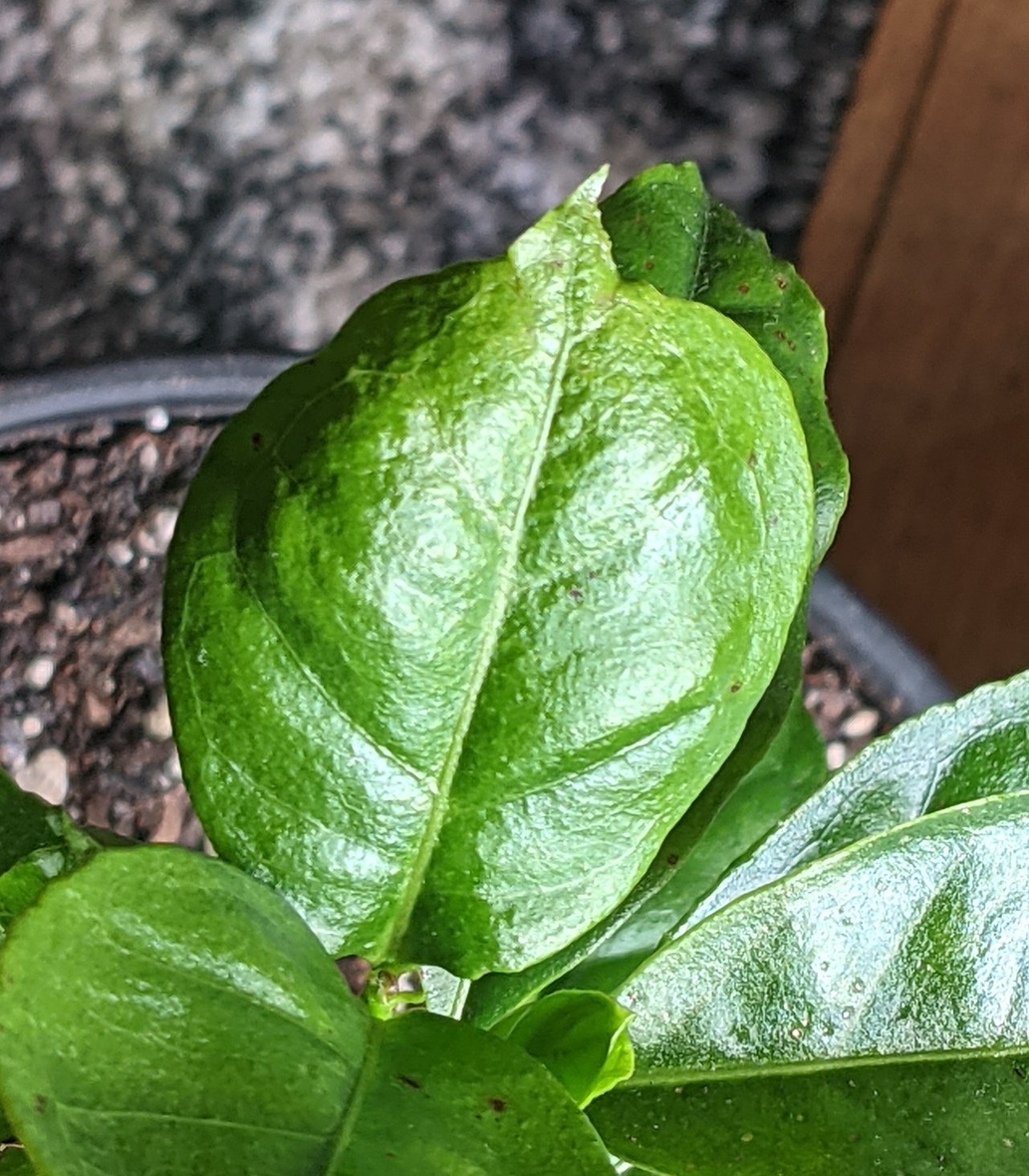 Psidium longipetiolatum (mountain cherry guava) - General Fruit Growing ...