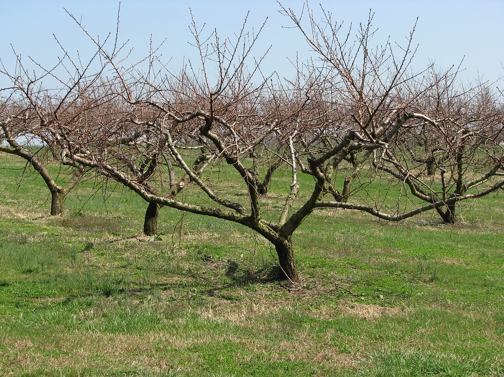 Share photos of your dream orchard or just examples of beautiful and ...