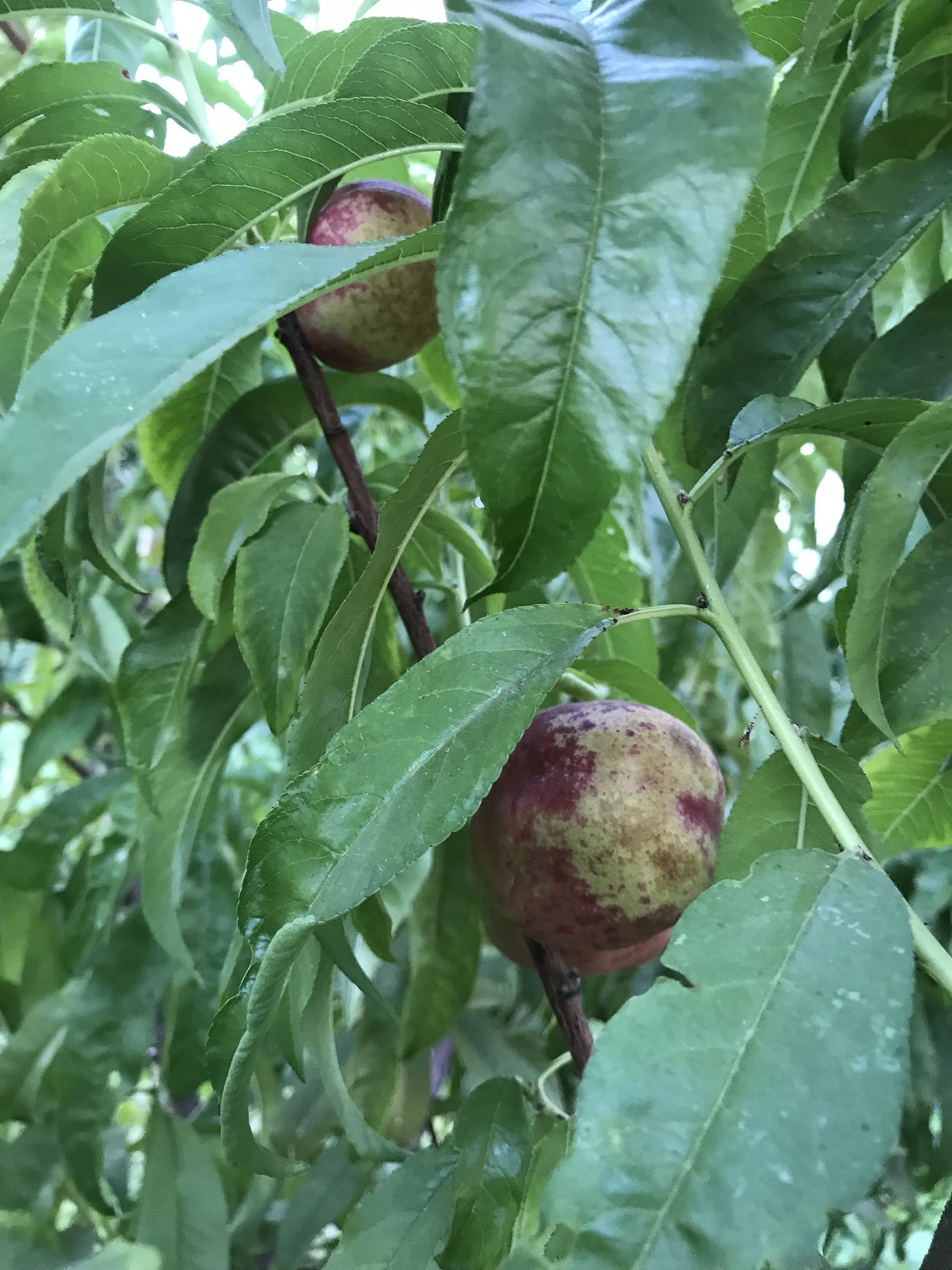 Spice Zee Nectaplum and Snow Queen Nectarine discolorations - General ...