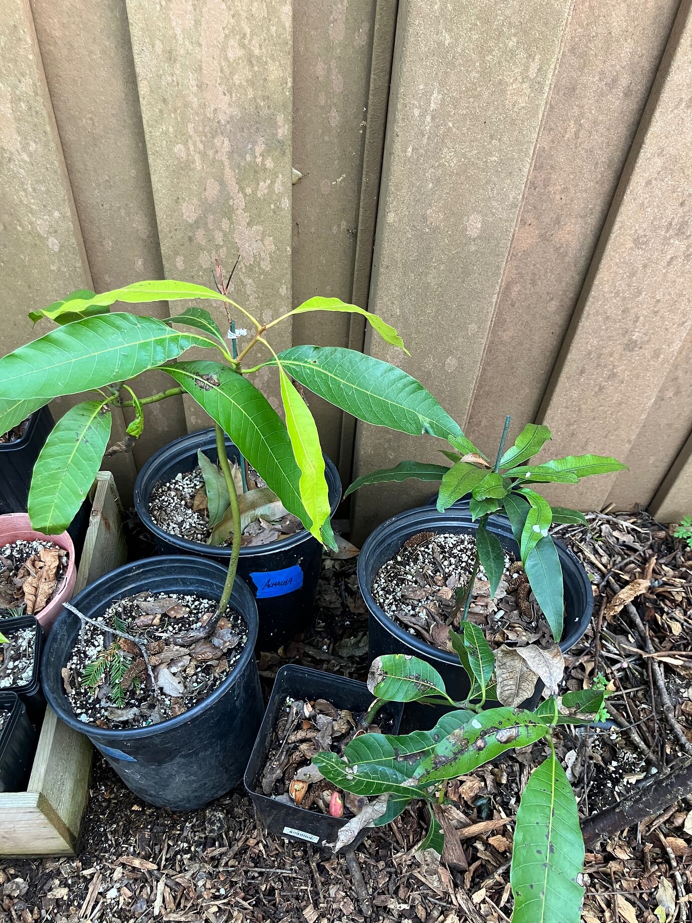 Fruit tree seedlings? - Pictures! - Growing Fruit