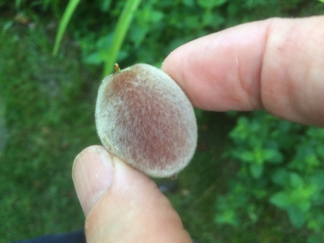 Red leafed stone fruit root stock - General Fruit Growing - Growing Fruit