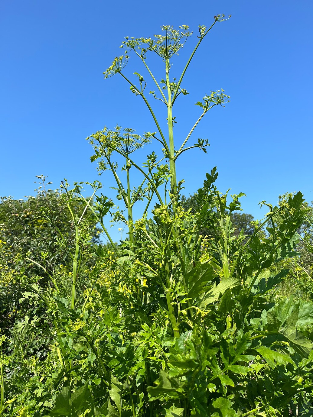Wild parsnip - General Gardening - Growing Fruit