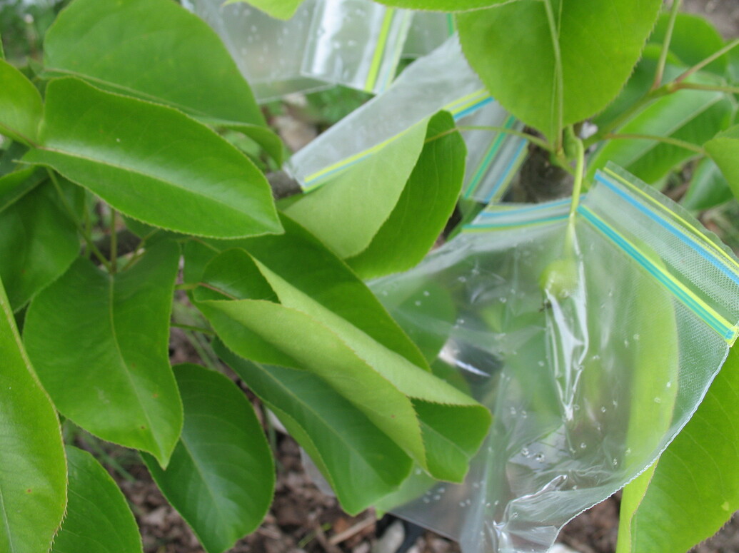 Bagging fruits on the tree, for insect and disease protection - General ...