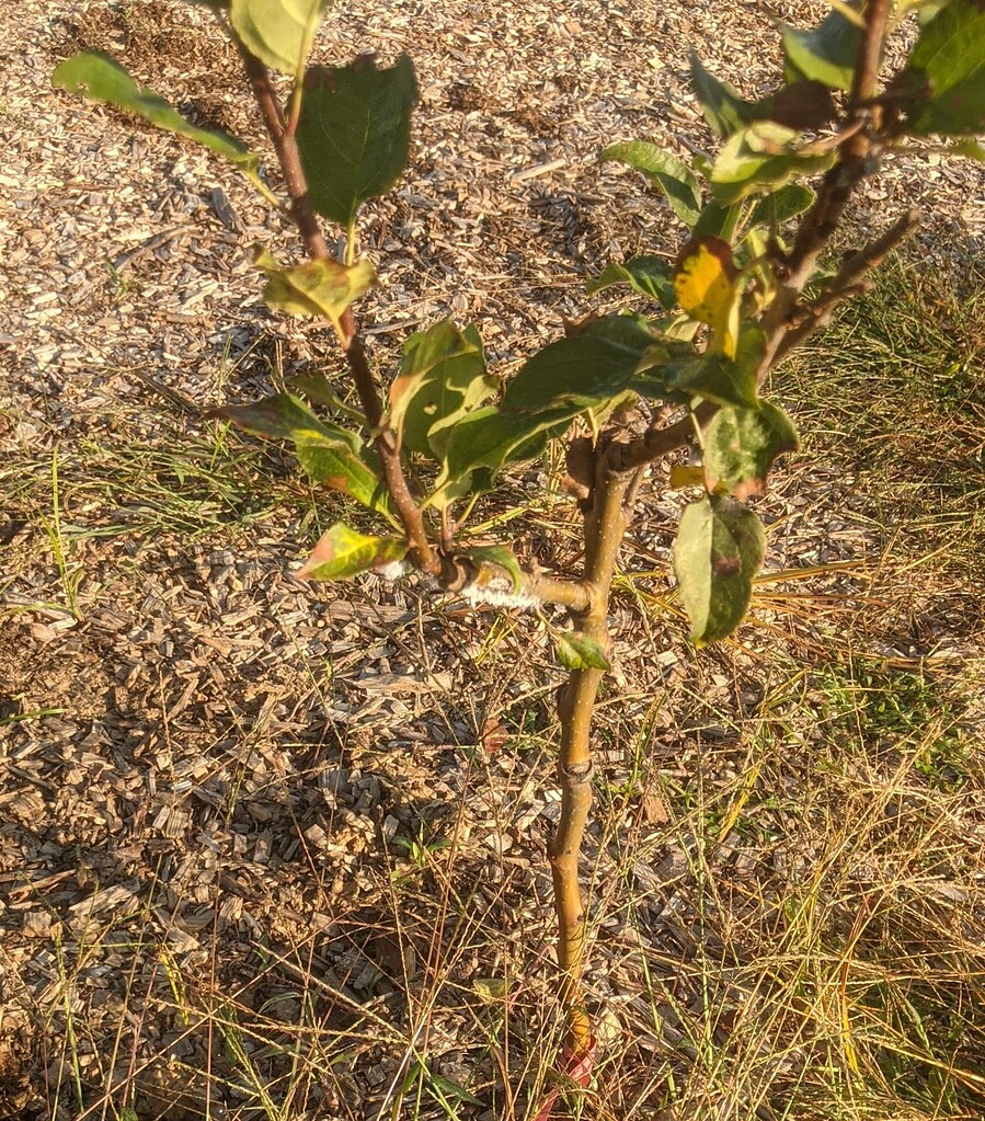Powdery Mildew? - General Fruit Growing - Growing Fruit