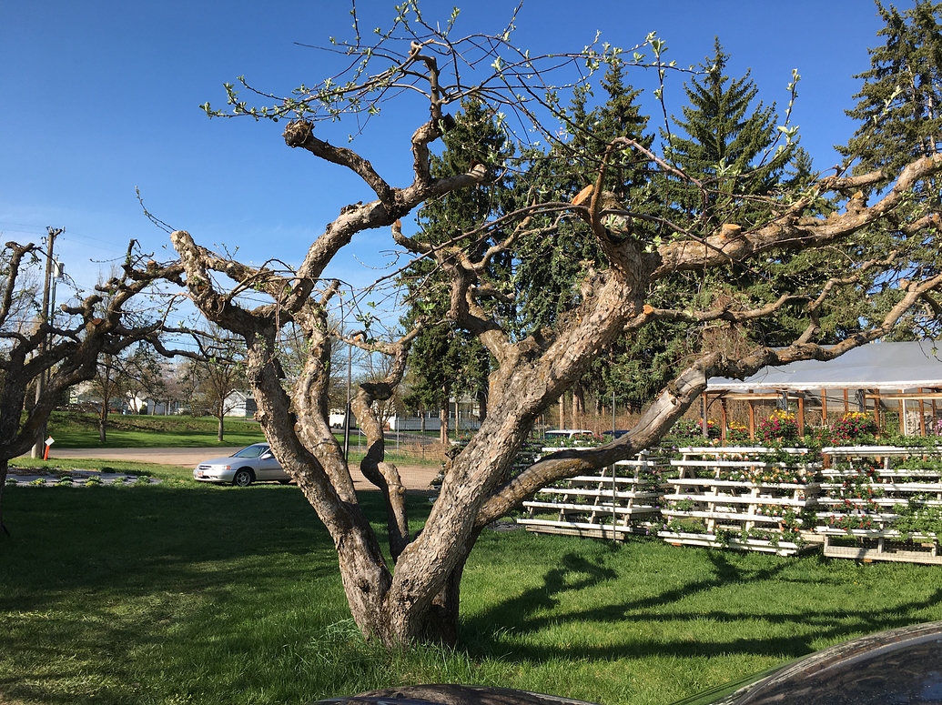 Pruning Old Apple Trees - General Fruit Growing - Growing Fruit