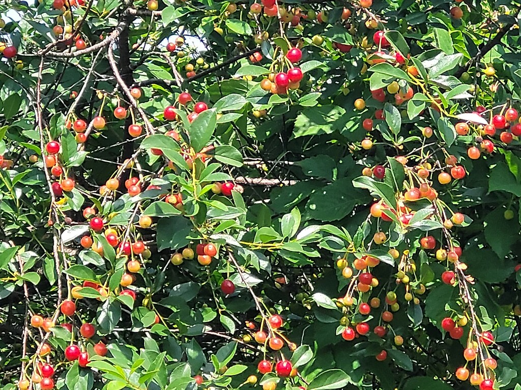 Abundance of Cherries! - Page 3 - General Fruit Growing - Growing Fruit