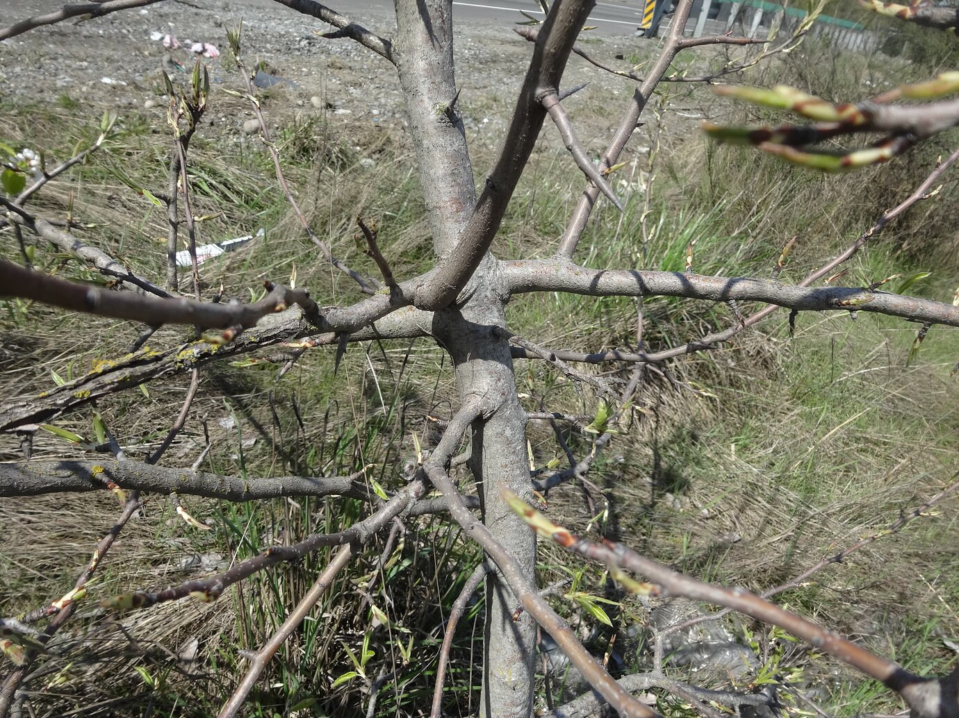 Roadside fruit finds - General Fruit Growing - Growing Fruit