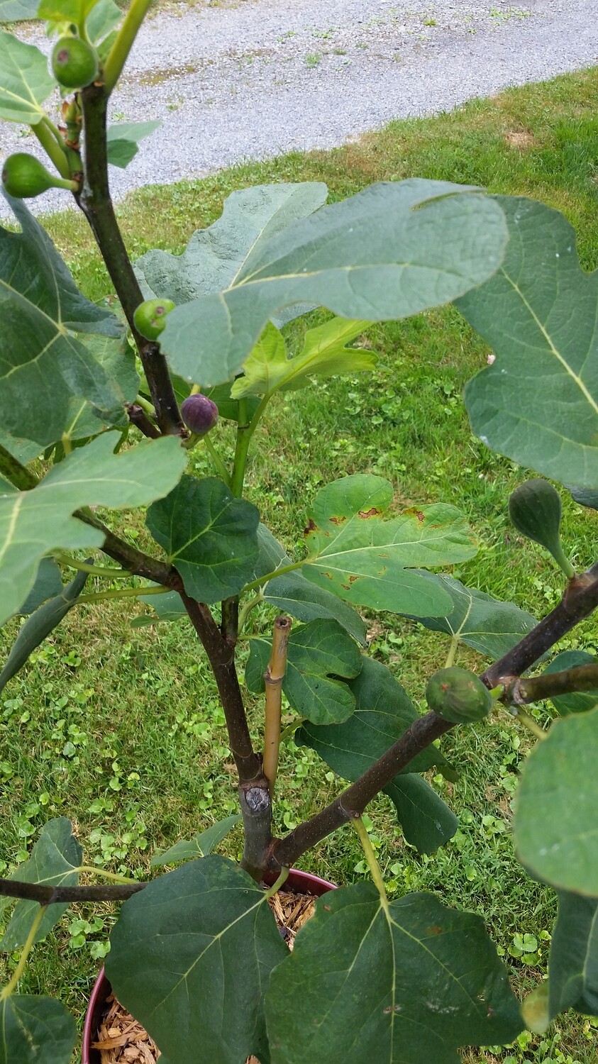 Why would a young fig turn color early? - General Fruit Growing ...