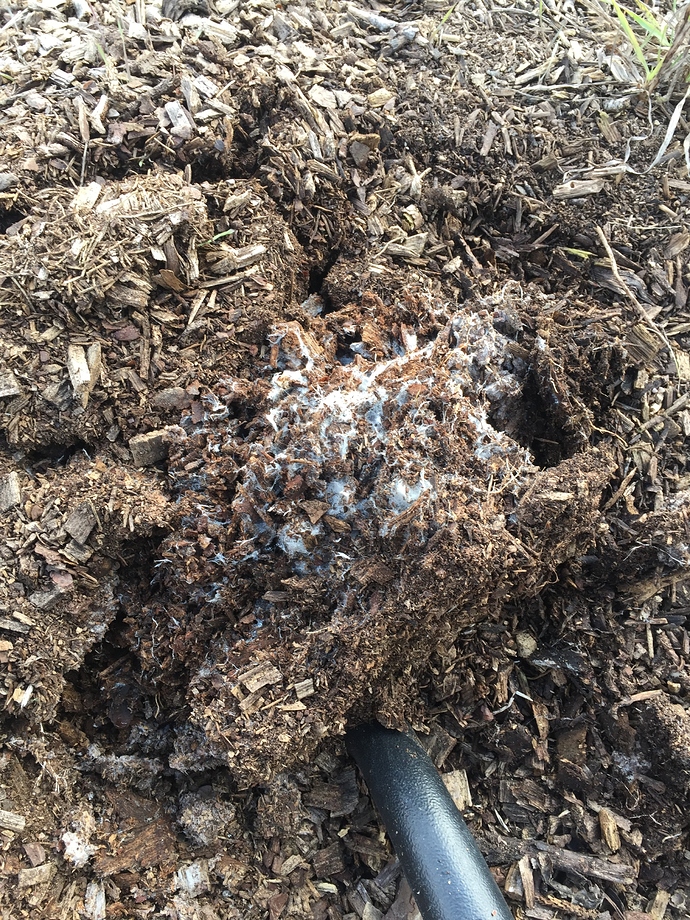 Killer Compost. Please Advise - General Fruit Growing - Growing Fruit