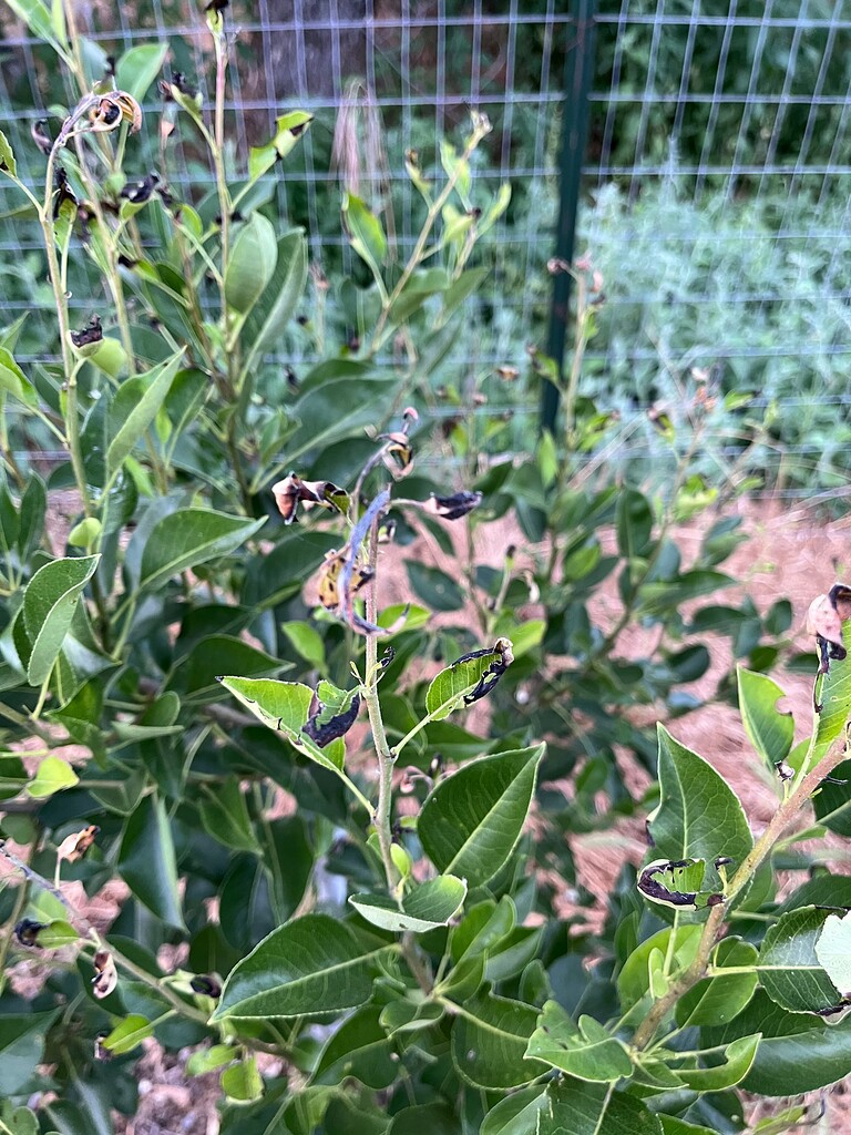 Fireblight on Warren Pear - General Fruit Growing - Growing Fruit