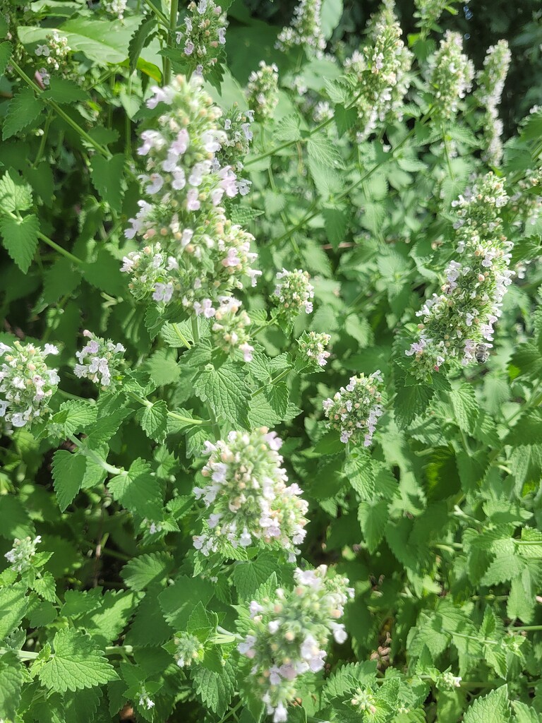 Wild mints - General Gardening - Growing Fruit