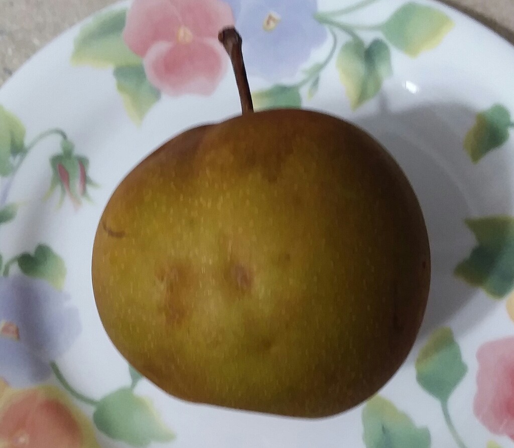 Bagging results and anything related 2019 - General Fruit Growing ...