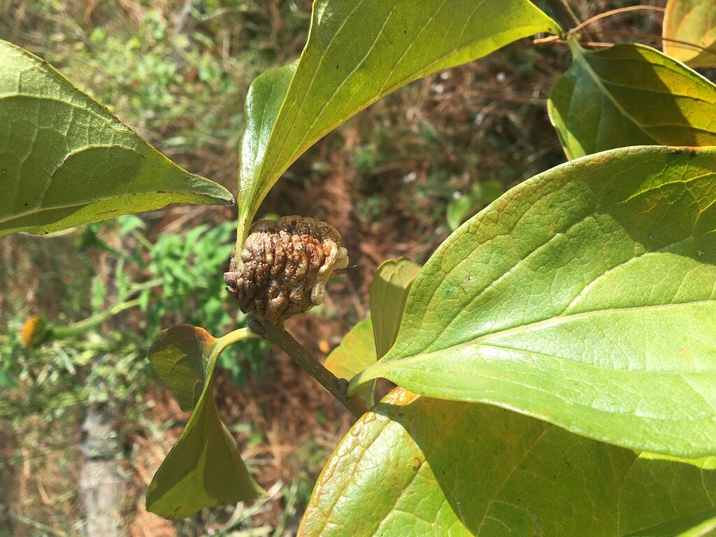 Some kind of gall on my persimmon? - General Fruit Growing - Growing Fruit