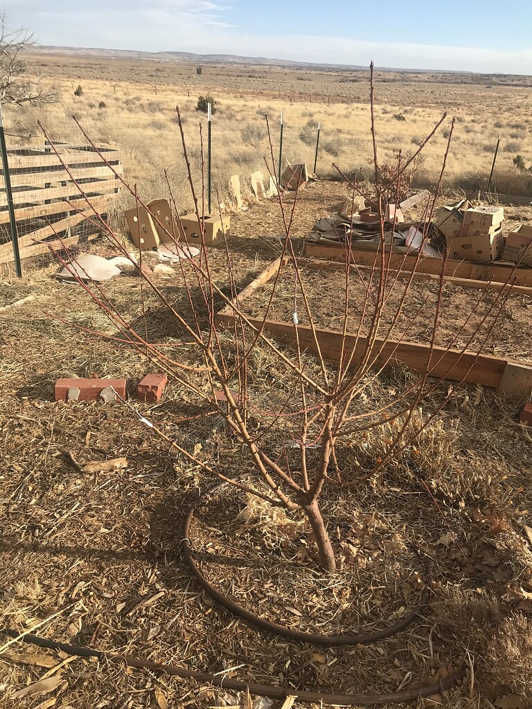 Advice on grafting established peach tree - General Fruit Growing ...