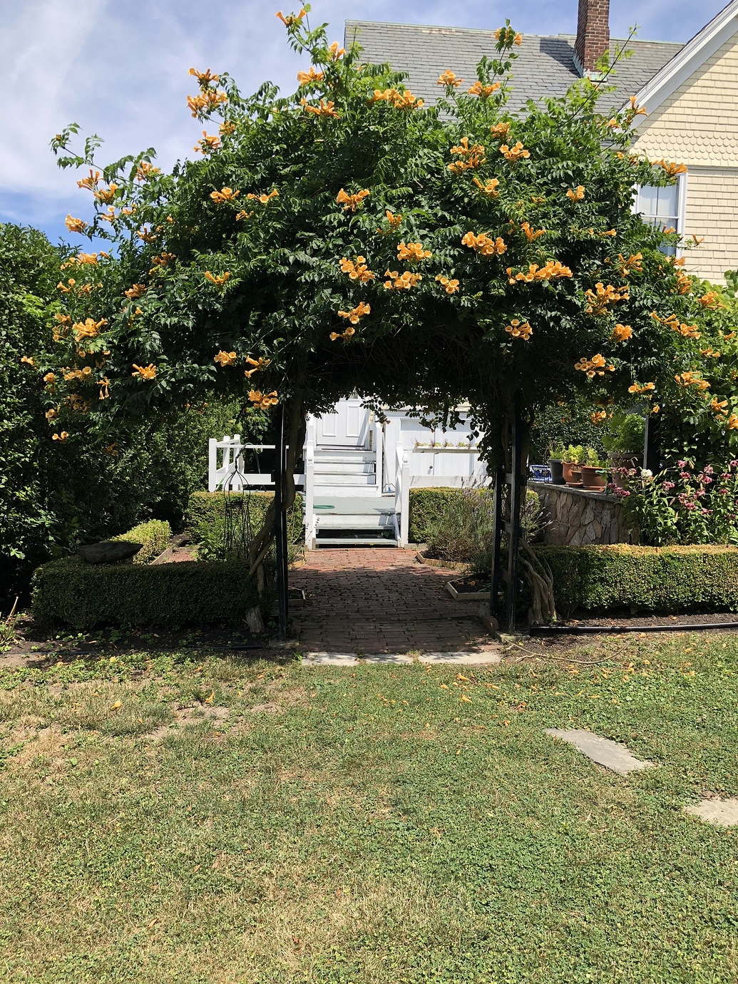 Trumpet vine Flava - General Gardening - Growing Fruit