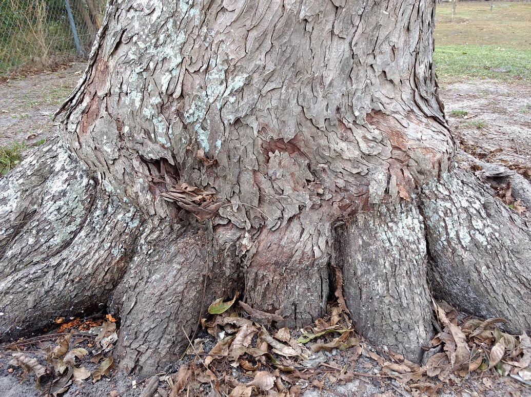 Pecan - General Fruit Growing - Growing Fruit