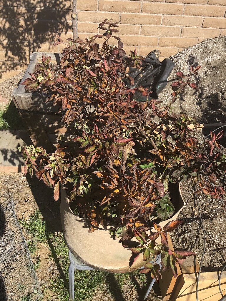 3rd leaf Blackberry a goner? - General Gardening - Growing Fruit
