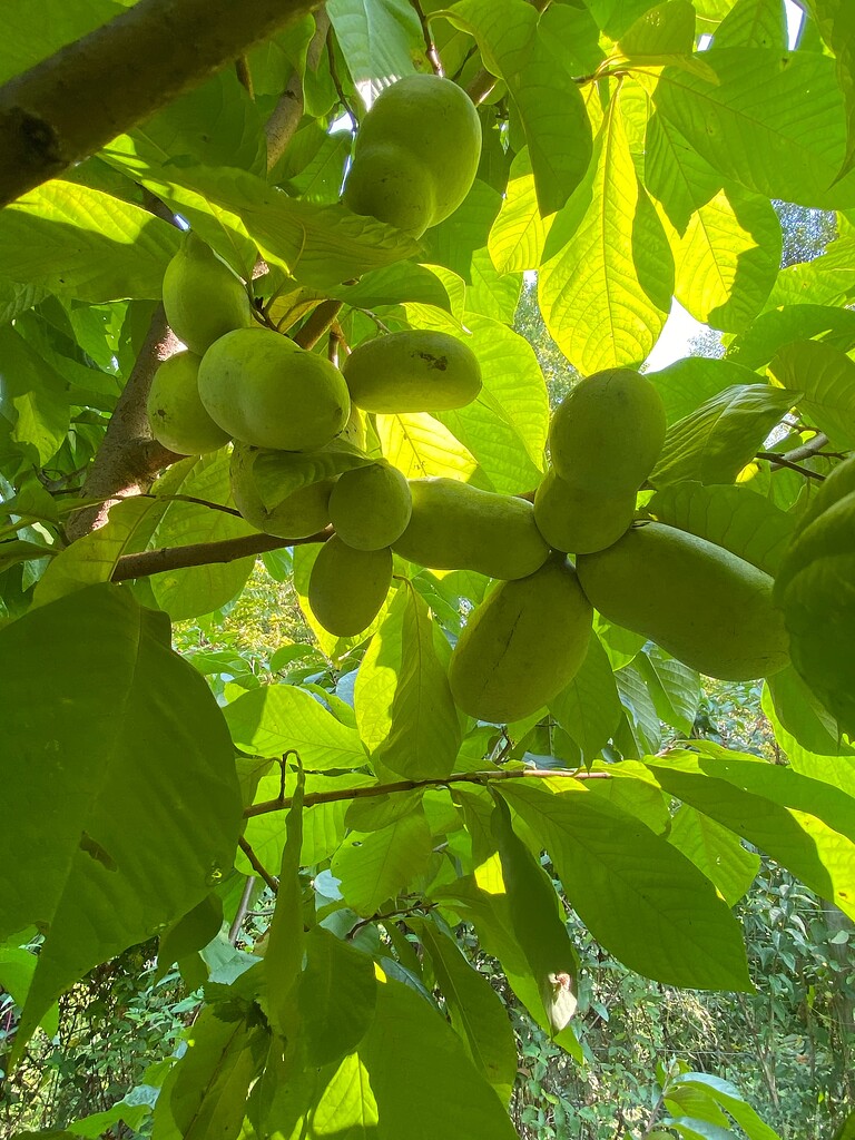 Pawpaws in 2025! - Page 37 - General Fruit Growing - Growing Fruit