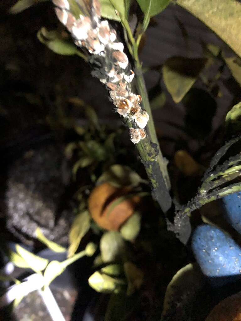 Citrus pest? - General Fruit Growing - Growing Fruit