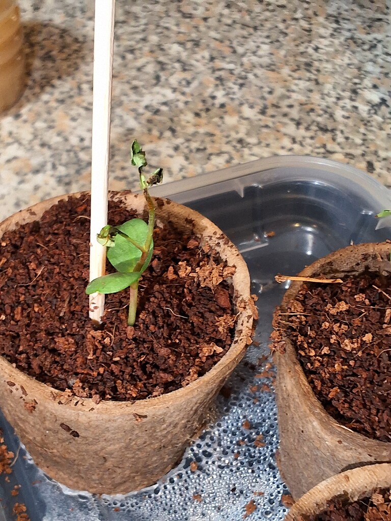 How to grow baby plants - General Fruit Growing - Growing Fruit
