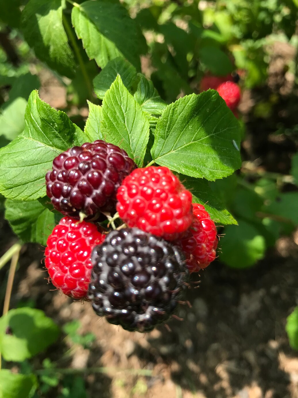 Blackberries, Raspberries and Hybrids - General Fruit Growing - Growing ...