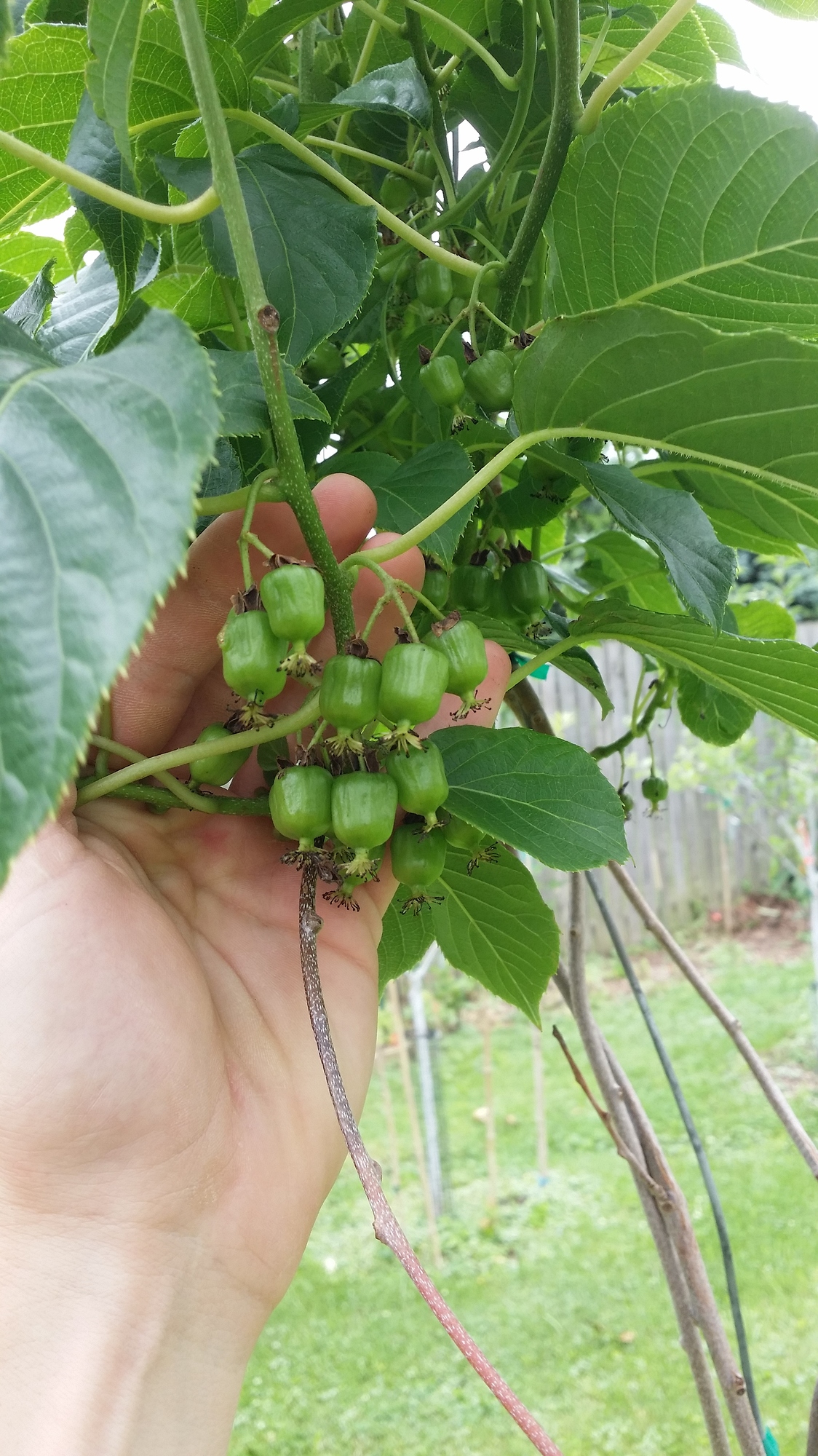 Issai variants - General Fruit Growing - Growing Fruit