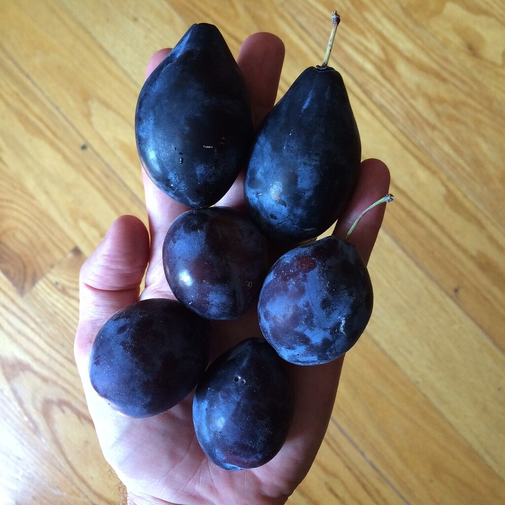 Are these Stanley plums? - General Fruit Growing - Growing Fruit