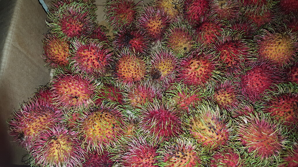 Rambutan in Orange county - General Fruit Growing - Growing Fruit