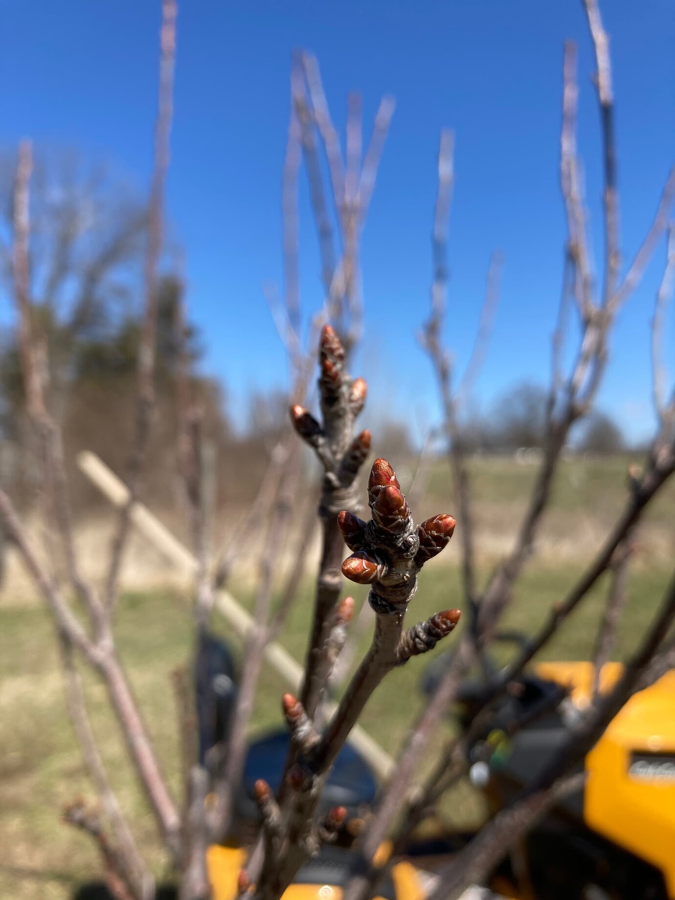 What do fruiting spurs look like on different types of trees? - General ...