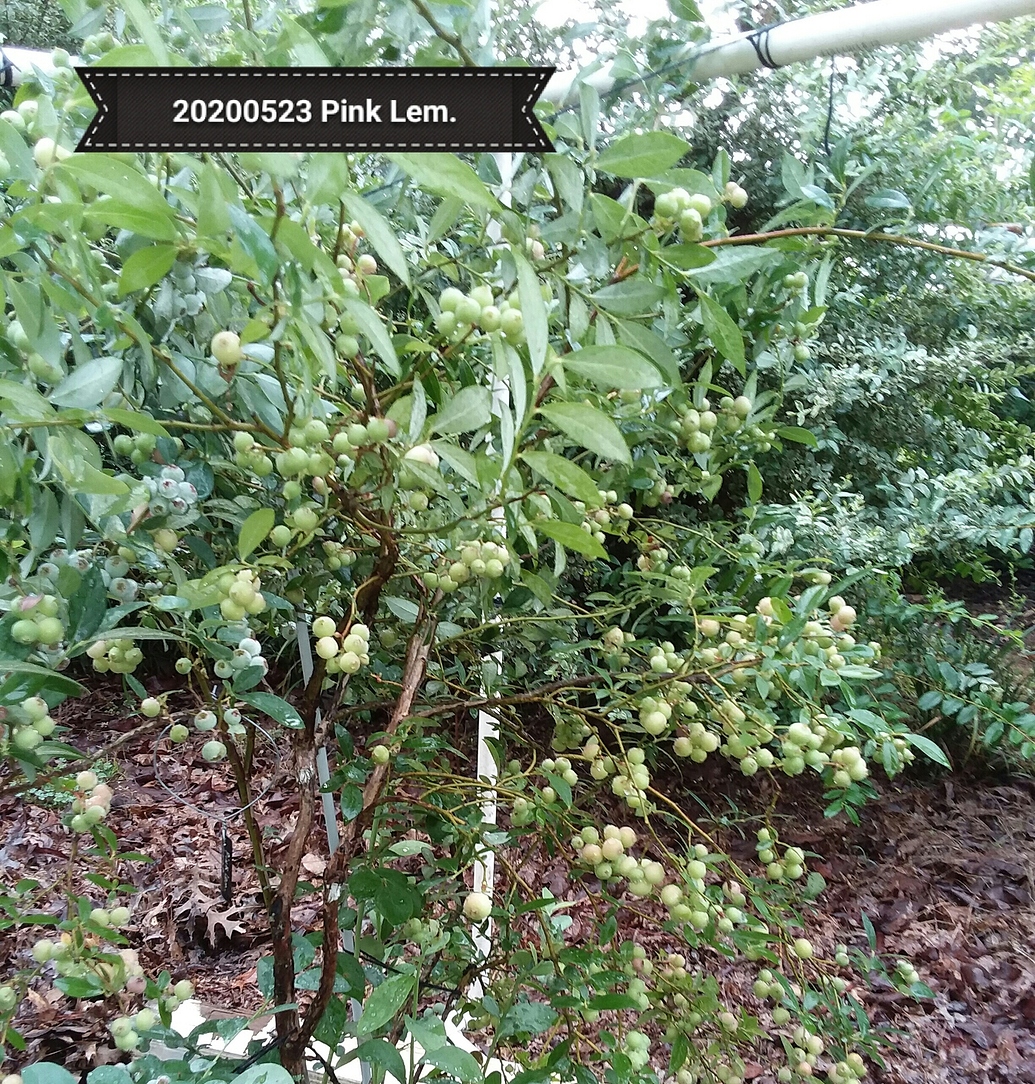 Pink Lemonade - Pictures! - Growing Fruit