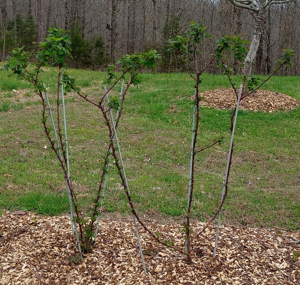 Cane Berry Variety Planting Advice - General Fruit Growing - Growing Fruit