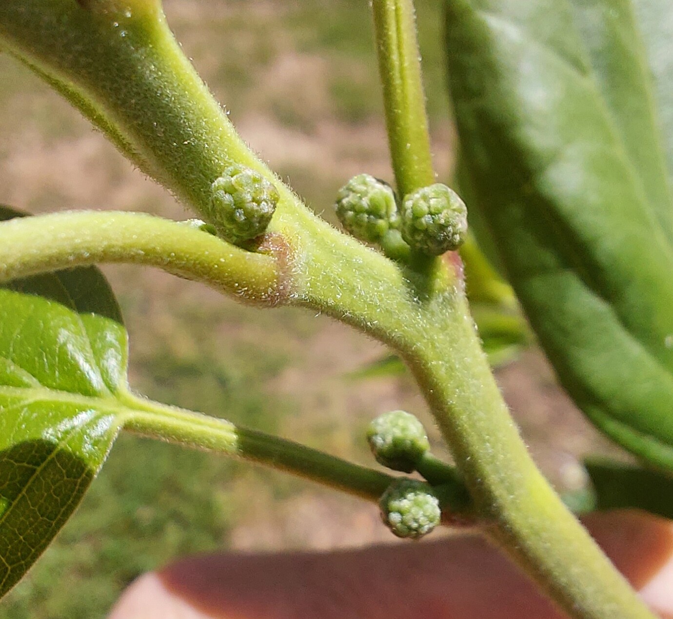 CHE fruit ? blossoms? - General Fruit Growing - Growing Fruit