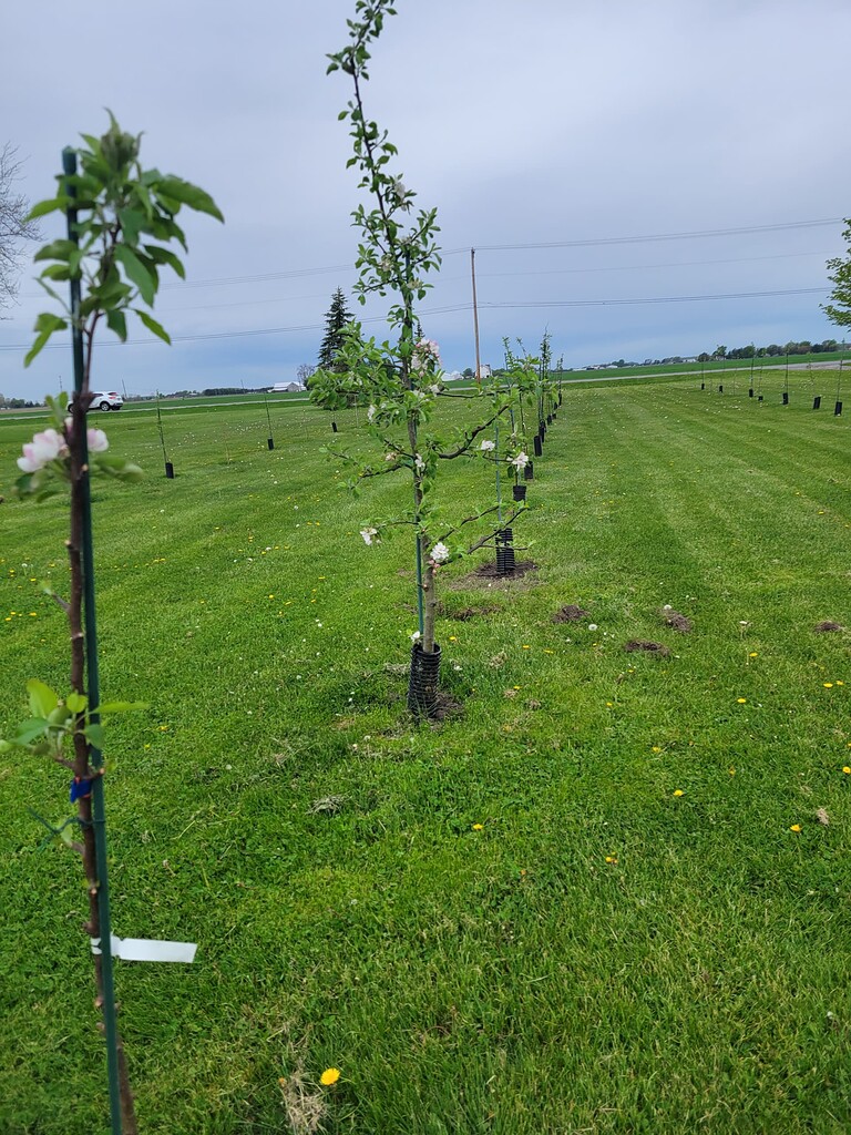 Tree Staking recommendations for G11 & B9 Rootstocks in Ohio - General ...
