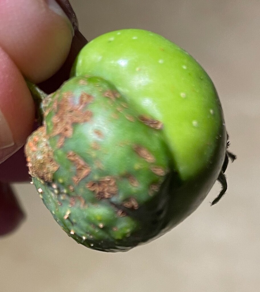 Apple Pest ID - General Fruit Growing - Growing Fruit