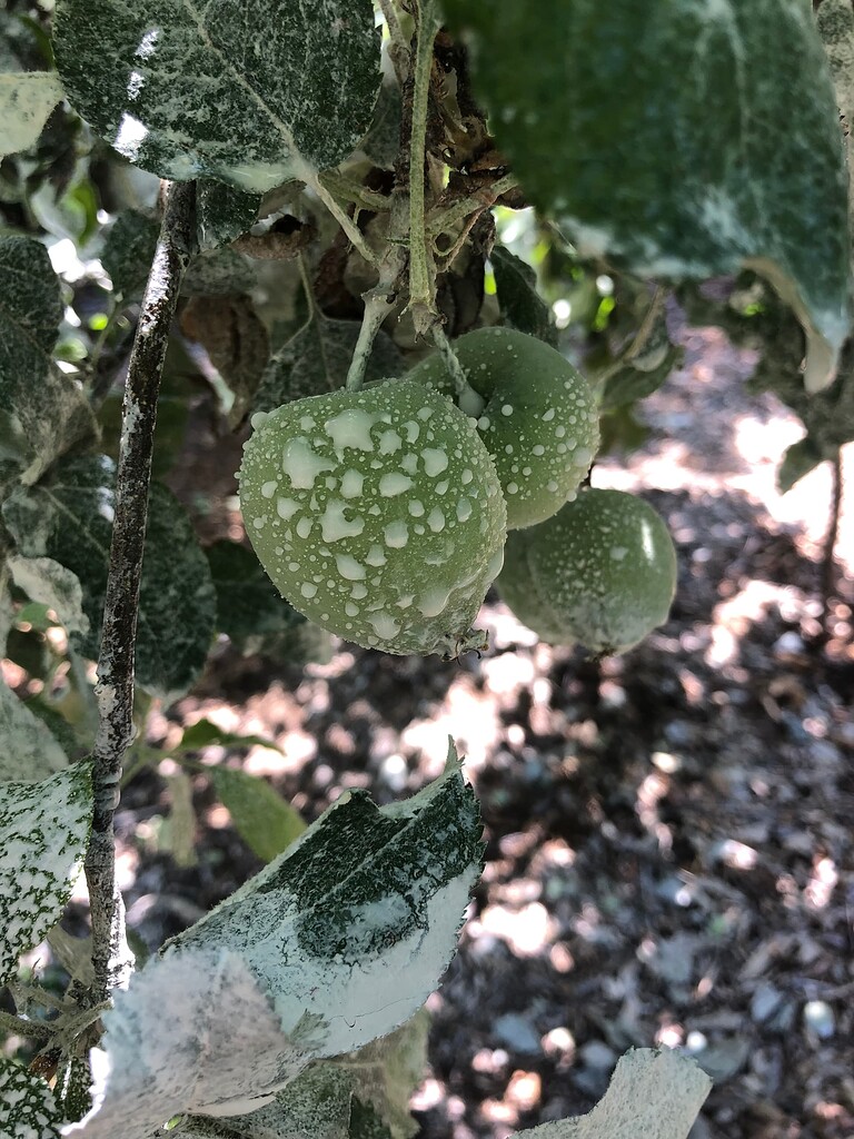 Surround resistant Fruit - General Fruit Growing - Growing Fruit