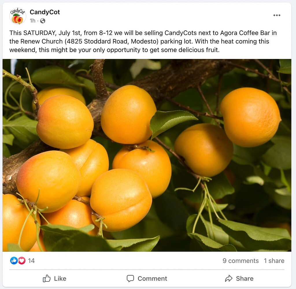 Last Chance to get Candy Cots - General Fruit Growing - Growing Fruit