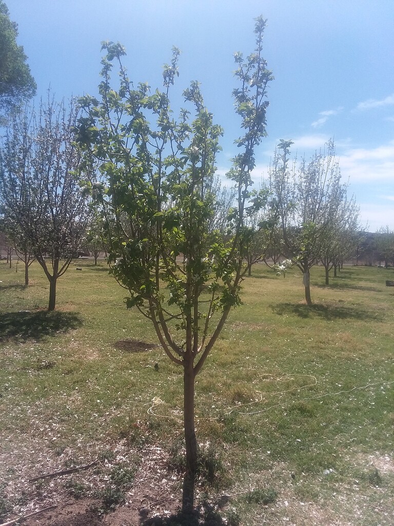 Top working trees - Pictures! - Growing Fruit