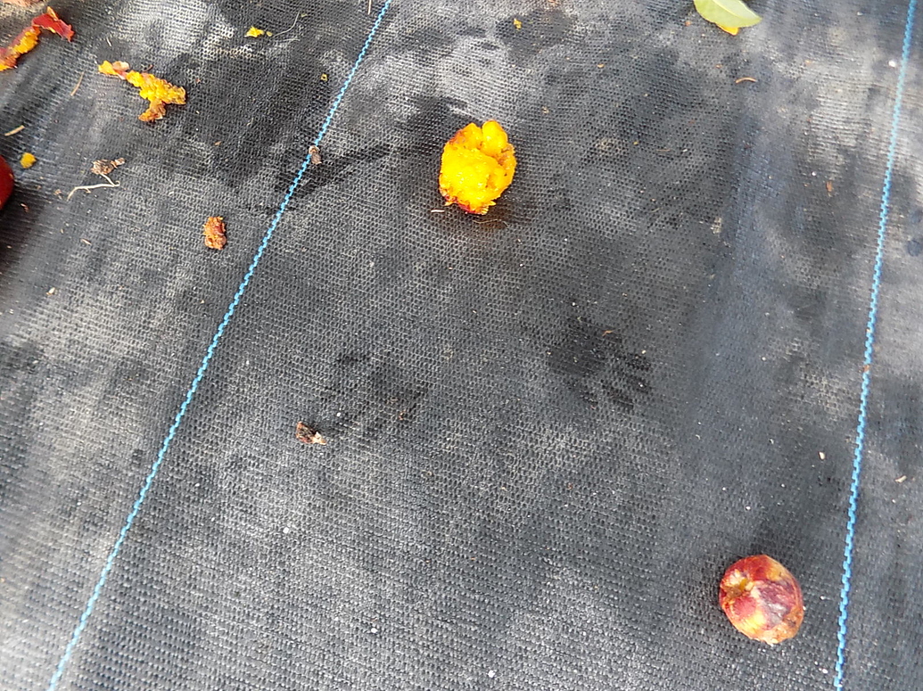 Fox or coon tracks? - General Fruit Growing - Growing Fruit