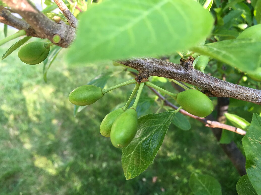 Mirabelle identification - General Fruit Growing - Growing Fruit