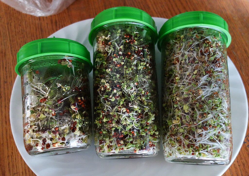 Old sprouting seeds still sprout! - General Gardening - Growing Fruit