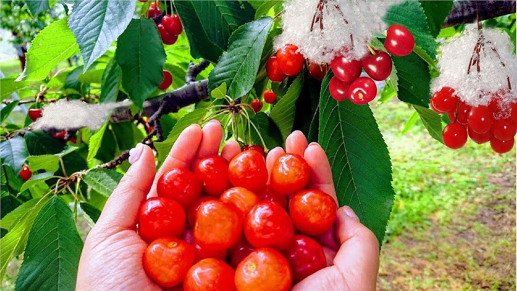 Growing cherries in Japan - General Fruit Growing - Growing Fruit