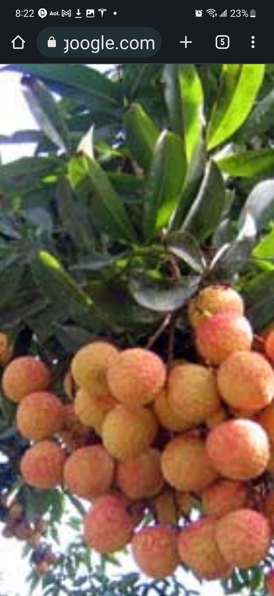 Tropical fruits forum top five fruits poll results - General Fruit ...