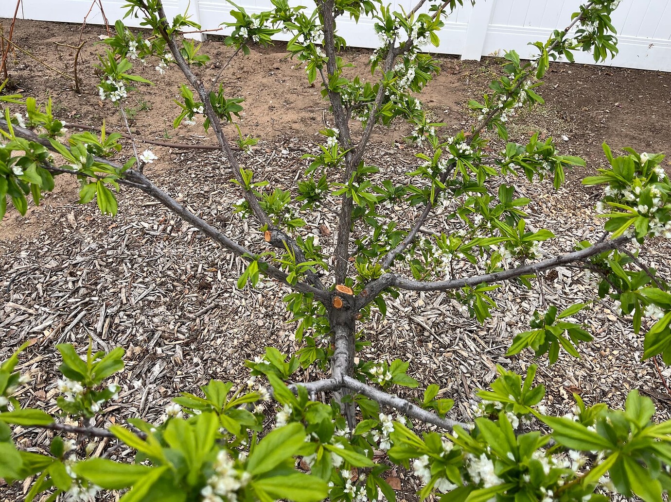 Thoughts on small elephant heart plum tree - General Fruit Growing ...